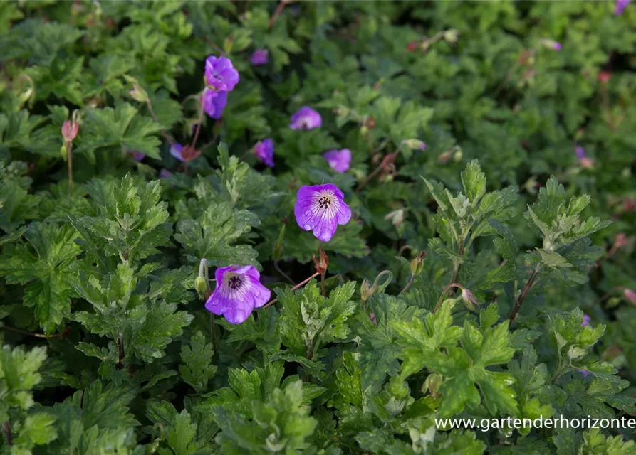 Wallichis Storchschnabel, Geranium wallich. 'Silvia´s Surprise ...