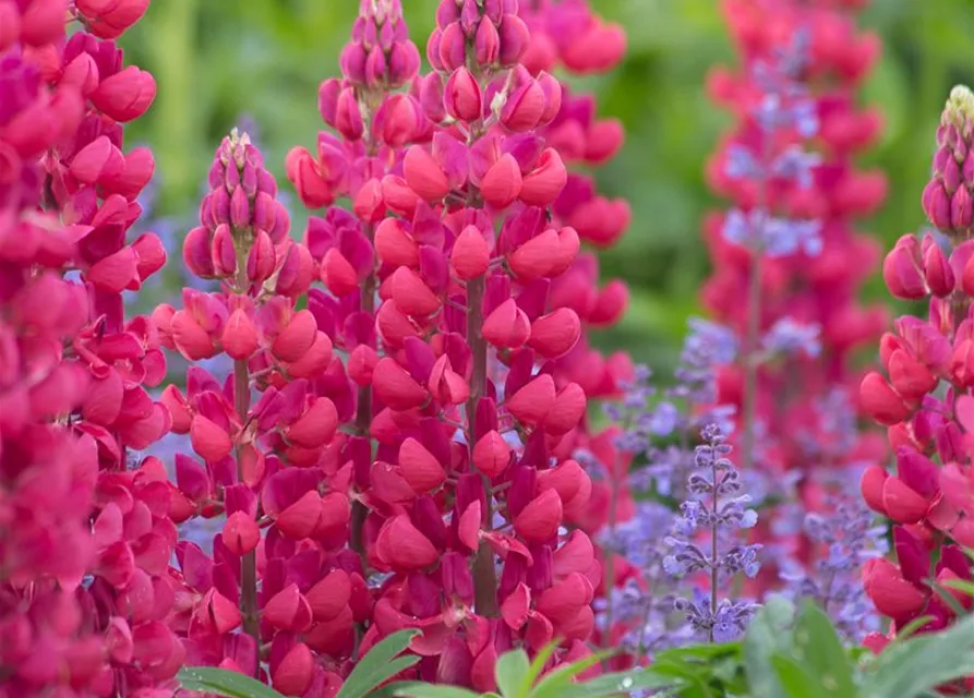 Garten-Lupine 'Red Rum'®, Lupinus polyphyllus 'Red Rum'® - Oldenburger ...