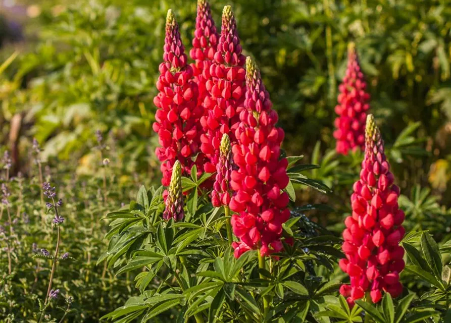 Garten-Lupine 'Red Rum'®, Lupinus polyphyllus 'Red Rum'® - Oldenburger ...