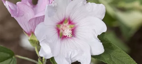 Buschmalve, Lavatera x olbia 'Eye Catcher' - Oldenburger Wohngarten ...