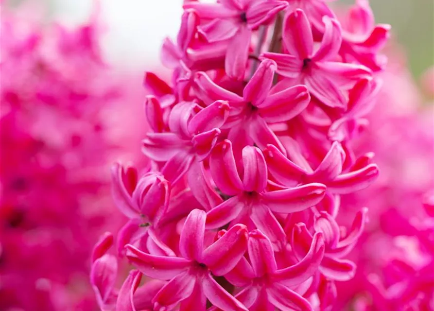 Hyazinthe 'Jan Bos' - 5 Blumenzwiebeln, Hyacinthus orientalis 'Jan Bos' - Oldenburger Wohngarten ...