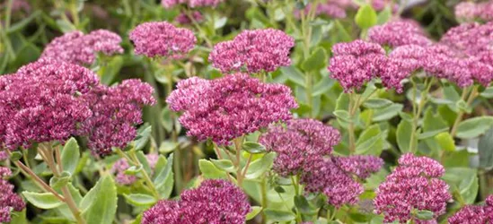 Hohes Fettblatt 'Hab Grey', Sedum telephium subsp. ruprechtii 'Hab Grey ...