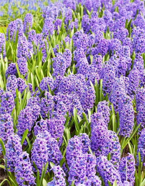 5 Blumenzwiebel - Hyacinthus orientalis 'Blue Jacket', Hyazinthe 'Blue ...