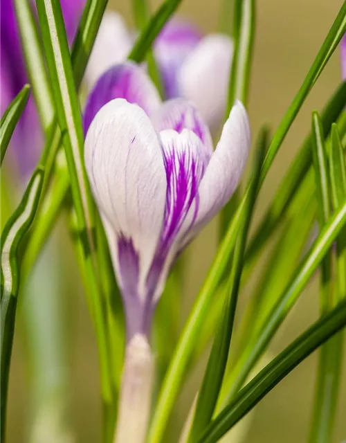 10 Blumenzwiebel - Frühlings-Krokus 'King of the Striped', Crocus ...