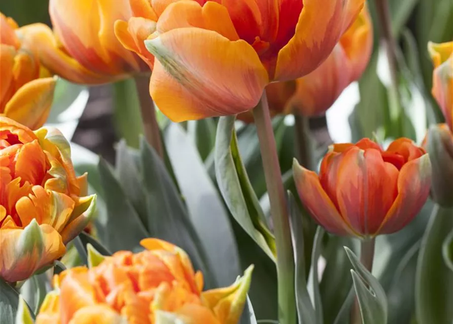 7 Blumenzwiebel - gefüllte Tulpe 'Orange Princess', Tulipa 'Orange ...