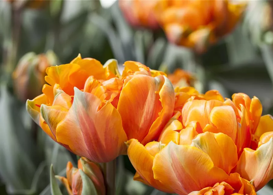 7 Blumenzwiebel - gefüllte Tulpe 'Orange Princess', Tulipa 'Orange ...