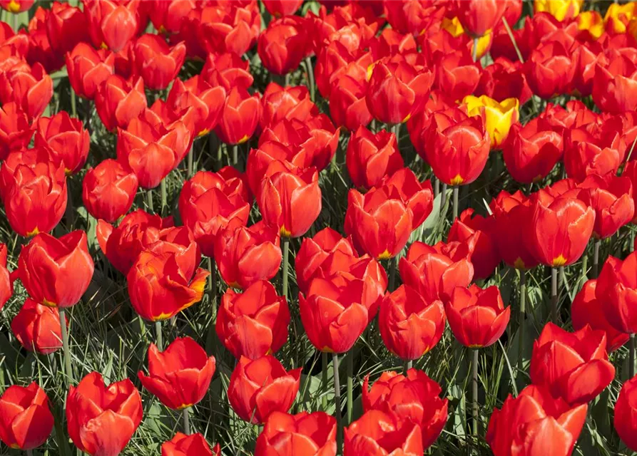 Tulpe 'Red Paradise', Tulipa 'Red Paradise' - Oldenburger Wohngarten ...