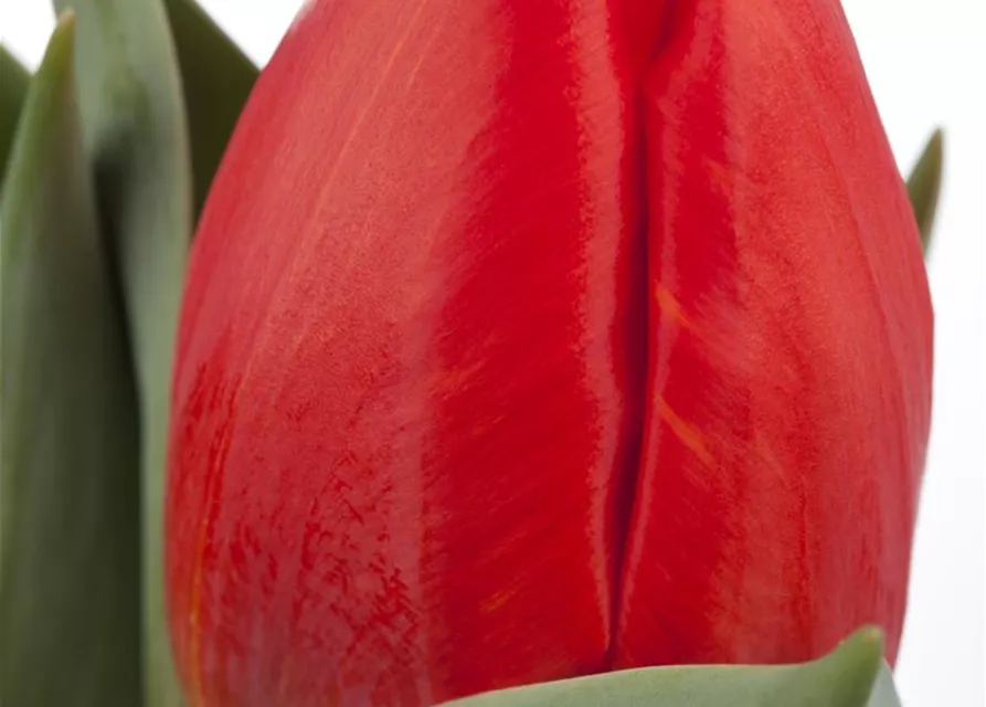 Tulpe 'Red Paradise', Tulipa 'Red Paradise' - Oldenburger Wohngarten ...