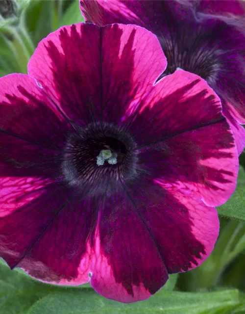 Petunie 'Johnny Flame' , Petunia 'Johnny Flame' - Oldenburger ...
