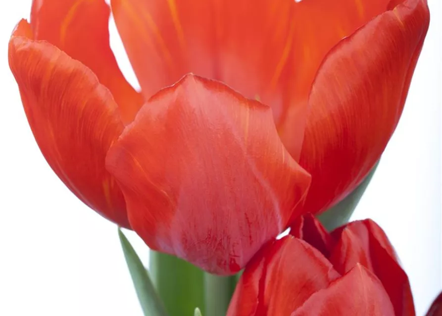 Tulpe 'Red Paradise', Tulipa 'Red Paradise' - Oldenburger Wohngarten ...