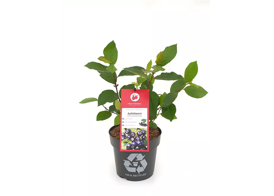 Aronia melanocarpa 'Viking' Fruchtbengel, Apfelbeere 'Viking ...