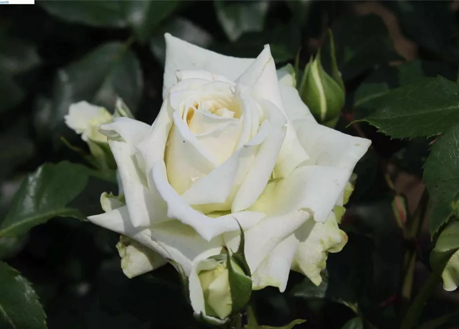 Kletterrose 'Alaska'®, Rosa 'Alaska'® - Oldenburger Wohngarten - Dein ...